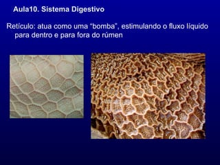 Anatomia e fisiologia animal. Sistema digestivo de ruminantes | PPT