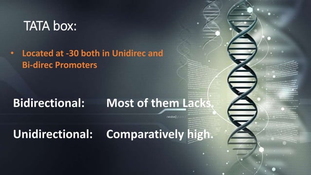 BI-DIRECTIONAL PROMOTERS | PPTX | Genetics | Science