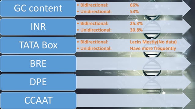 BI-DIRECTIONAL PROMOTERS | PPTX | Genetics | Science