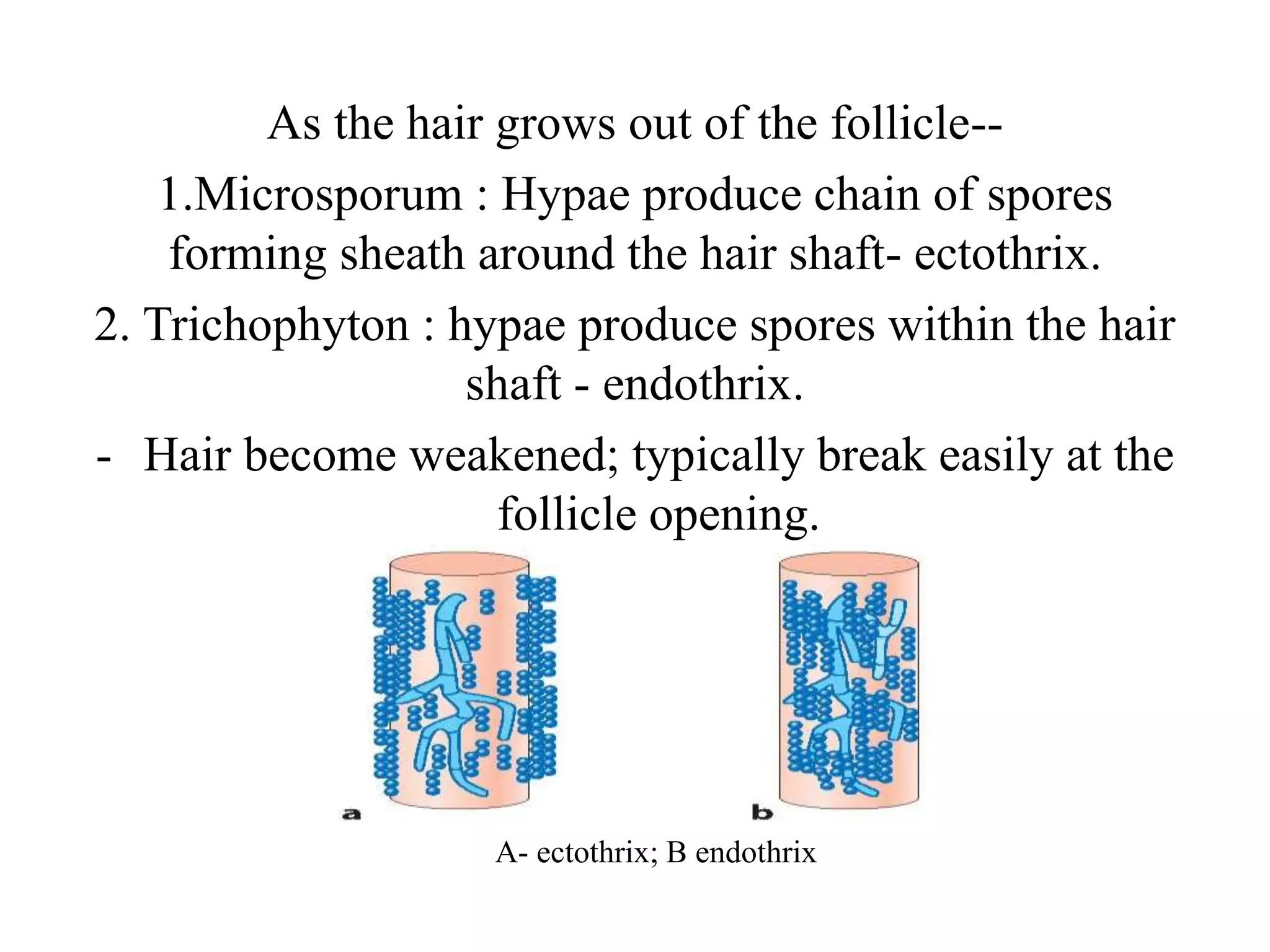 Dermatophytes | PPTX