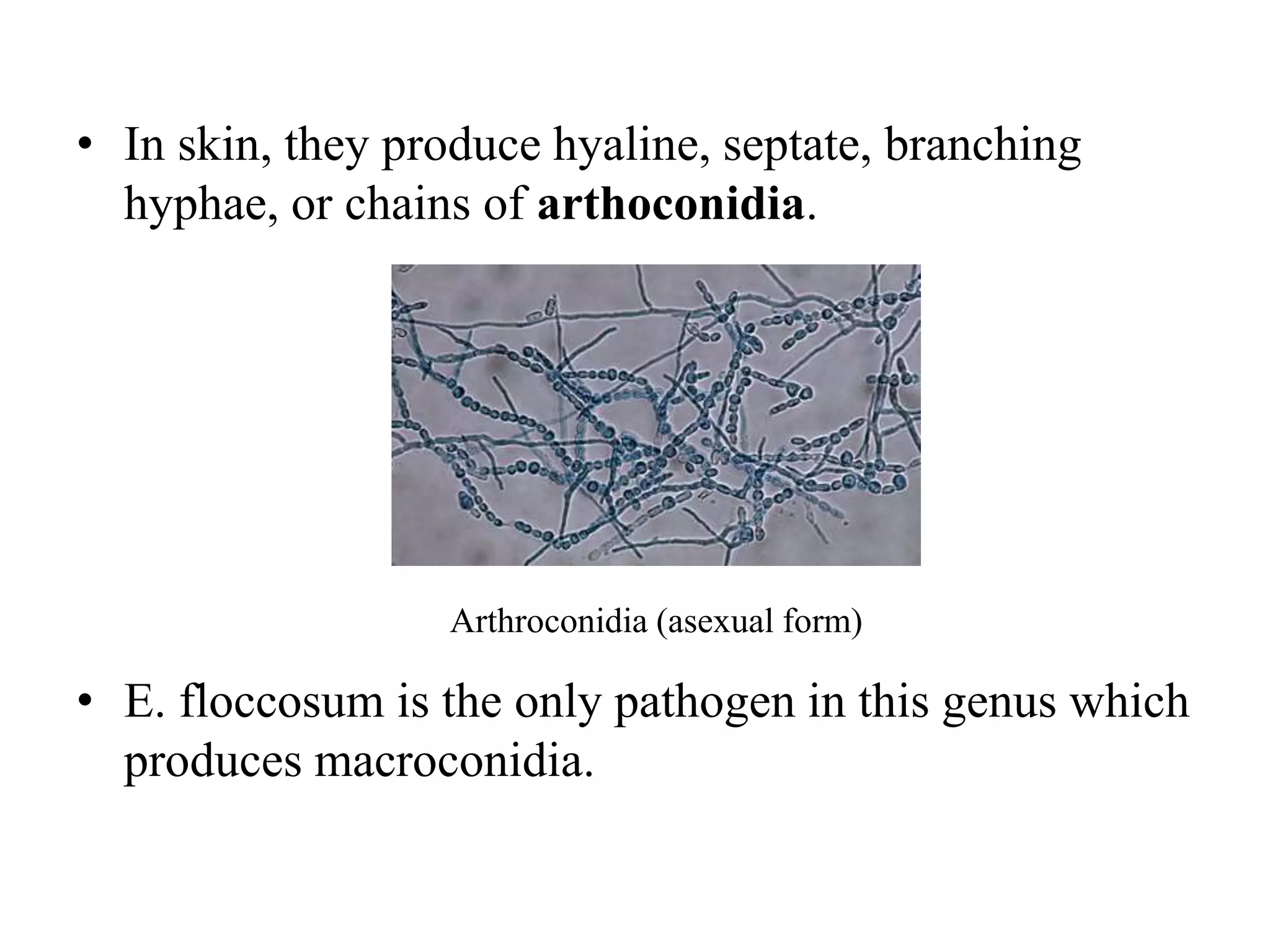 Dermatophytes | PPTX