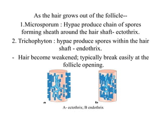 Dermatophytes | PPTX