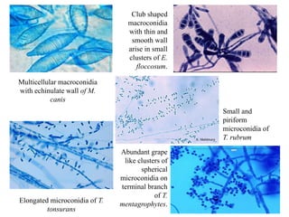 Dermatophytes | PPTX