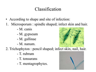Dermatophytes | PPT
