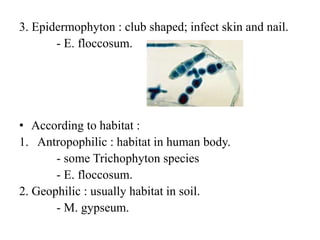 Dermatophytes | PPTX
