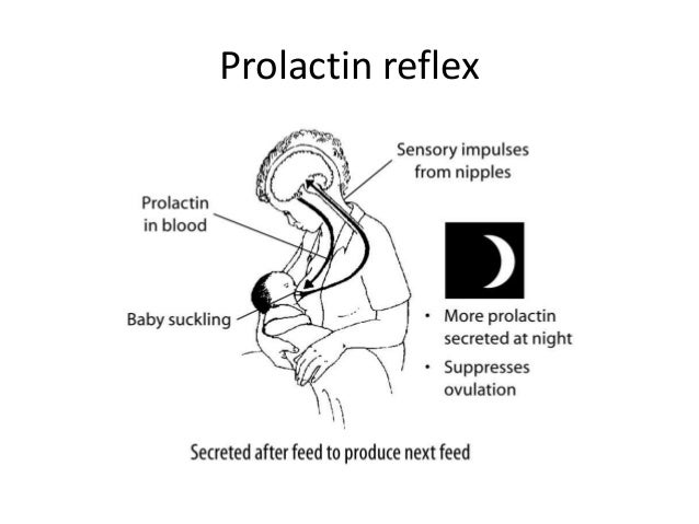 physiology of milk secretion