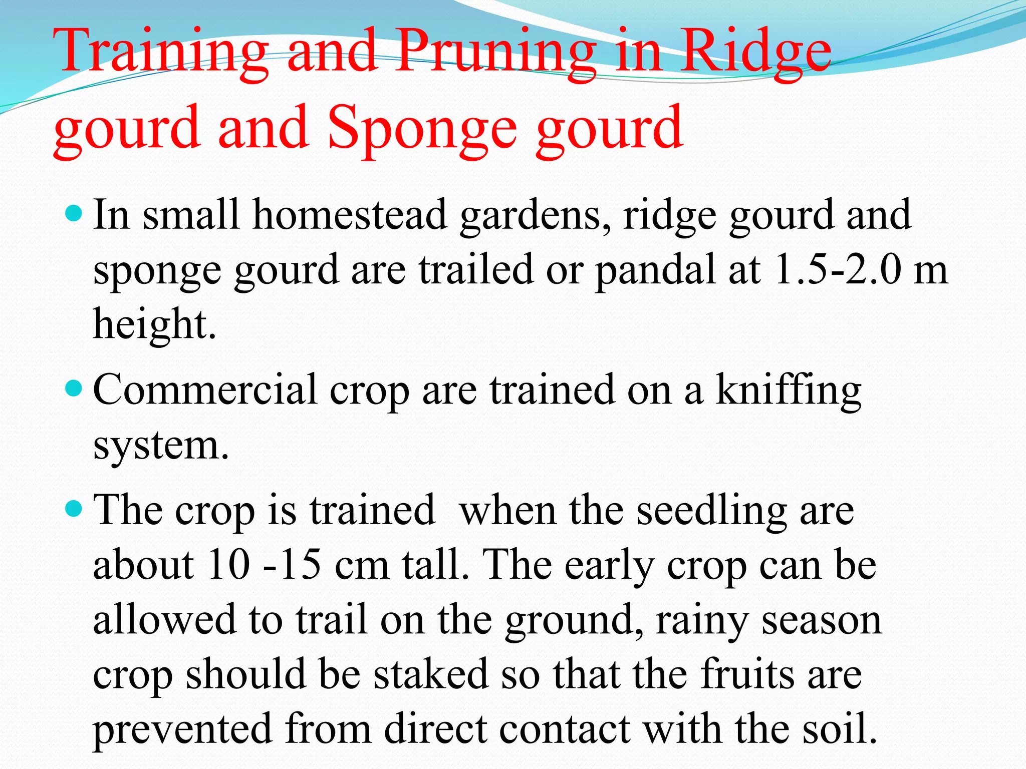Training, Pruning and Ratooning in veg.crops | PPTX