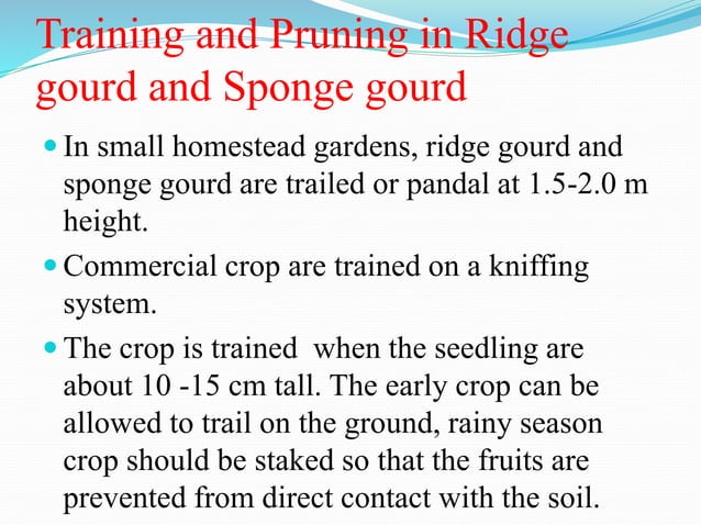 Training, Pruning and Ratooning in veg.crops | PPTX | Gardening | Home ...