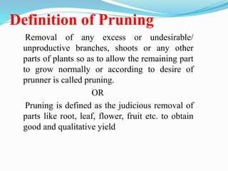 Training, Pruning and Ratooning in veg.crops | PPTX