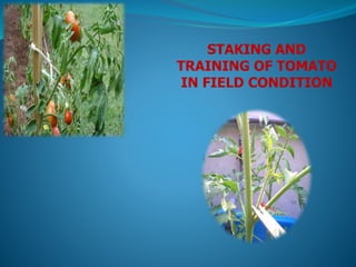 Training, Pruning and Ratooning in veg.crops | PPTX