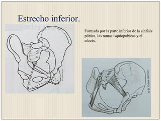 canal de parto | PDF