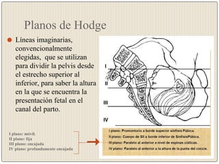 canal de parto | PDF