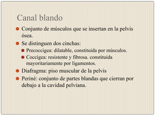 canal de parto | PDF