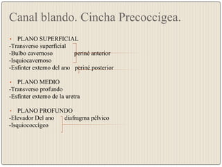 canal de parto | PDF