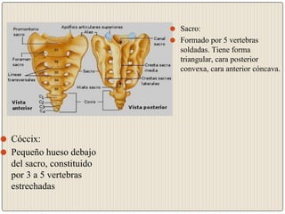canal de parto | PDF