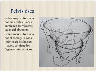 canal de parto | PDF