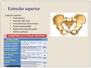 canal de parto | PDF
