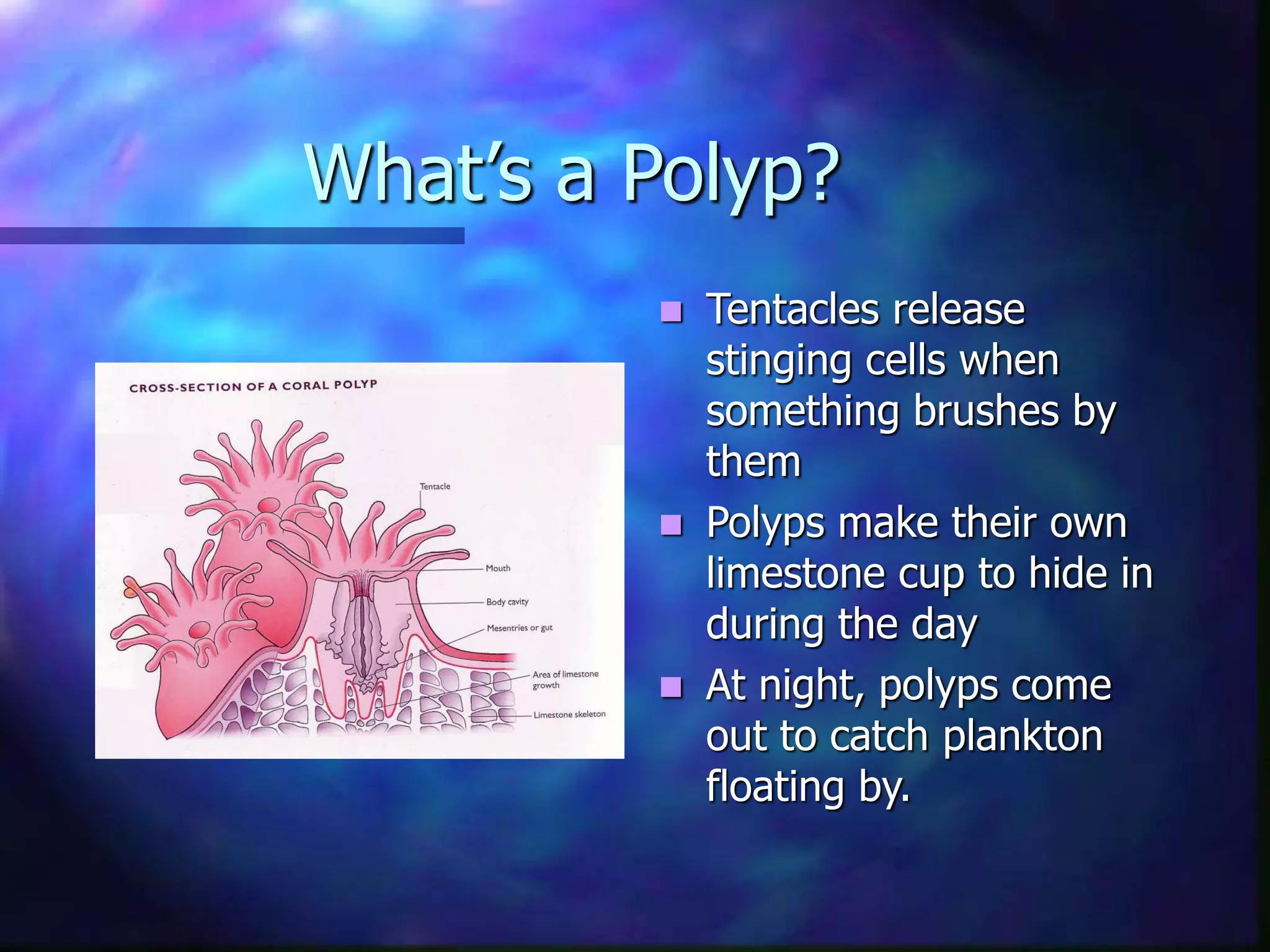 Coral Reef 101 Ppt
