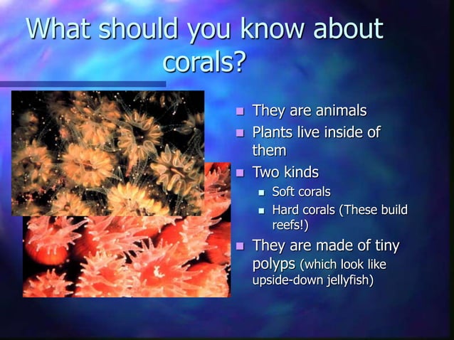 Coral Reef 101.ppt