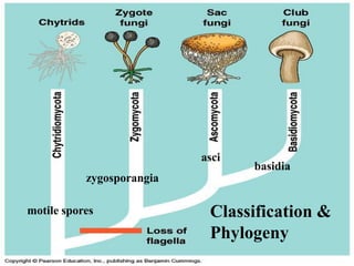 5_Cell-Growth-of-Organisms.pdf
