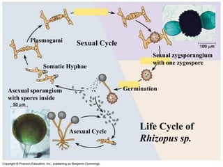 5_Cell-Growth-of-Organisms.pdf