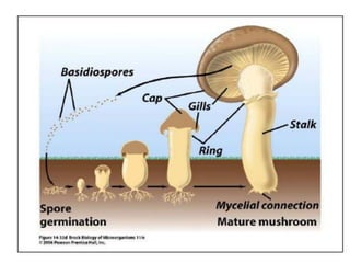 5_Cell-Growth-of-Organisms.pdf