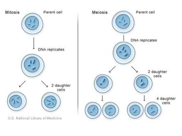5 cell and nuclear division