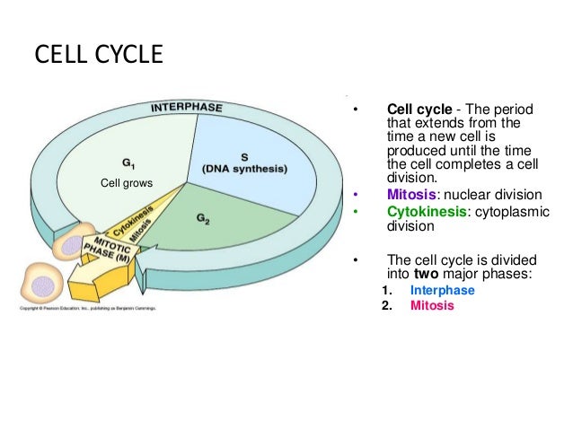 5 cell and nuclear division