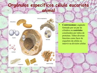 5 celula 2017_4_eso | PDF