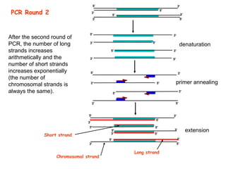 Different Molecular Methods for Nucleic Acid | PPT