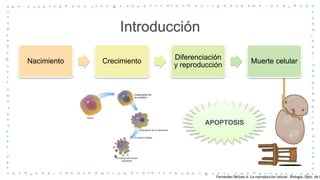 Ciclo celular.pptx