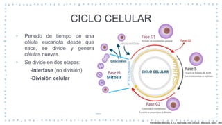 Ciclo celular.pptx