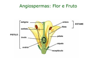 5ª ciclo das plantas.pdf