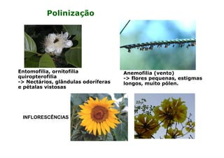 5ª ciclo das plantas.pdf
