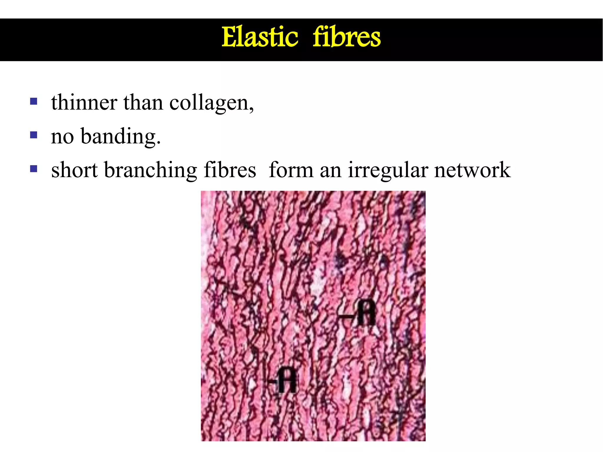 Connective tissue.pdf