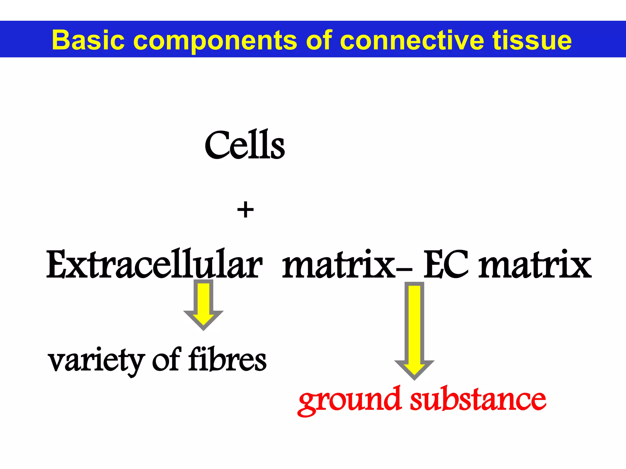Connective tissue.pdf