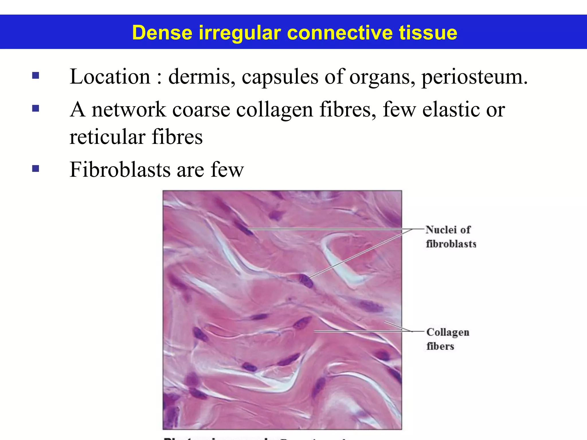 Connective tissue.pdf