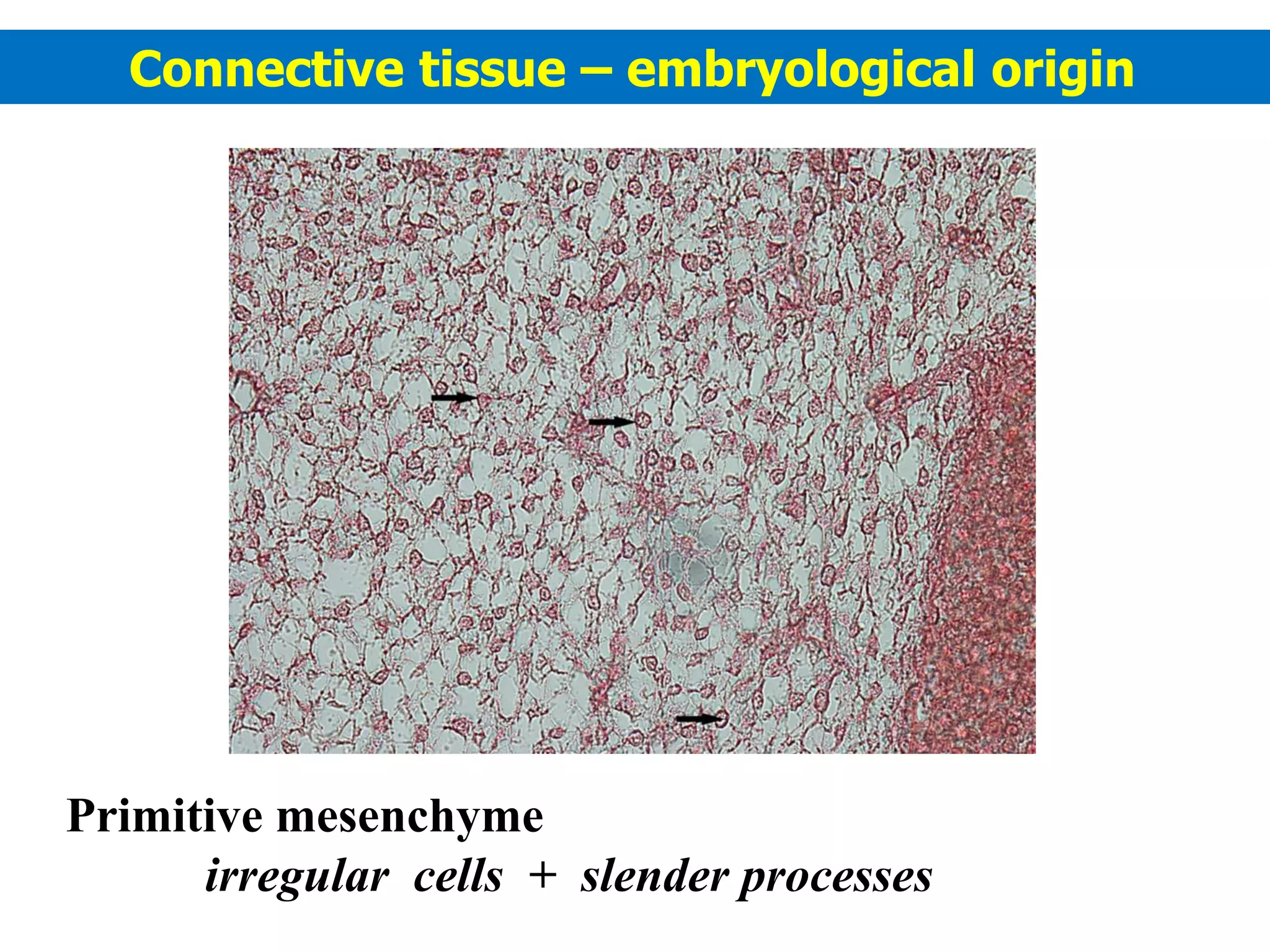 Connective tissue.pdf