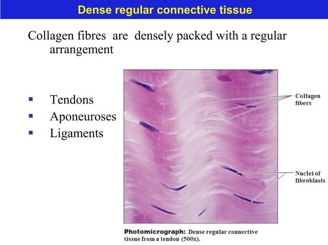 Connective tissue.pdf