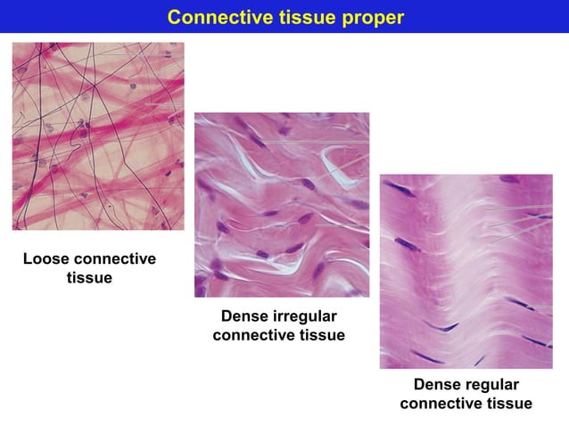 Connective tissue.pdf