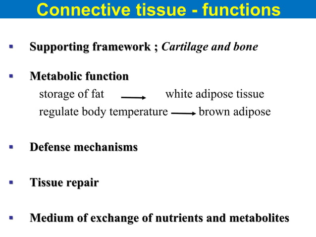 Connective tissue.pdf