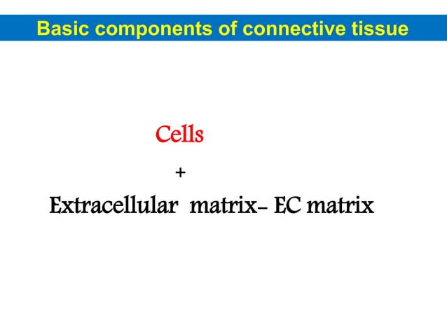 Connective tissue.pdf