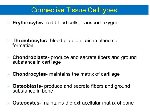 Connective tissue.pdf