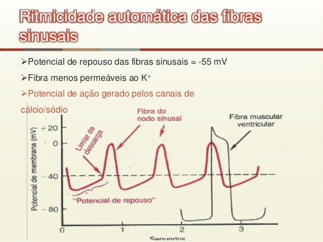 Coração & Potencial de ação cardíaco #5