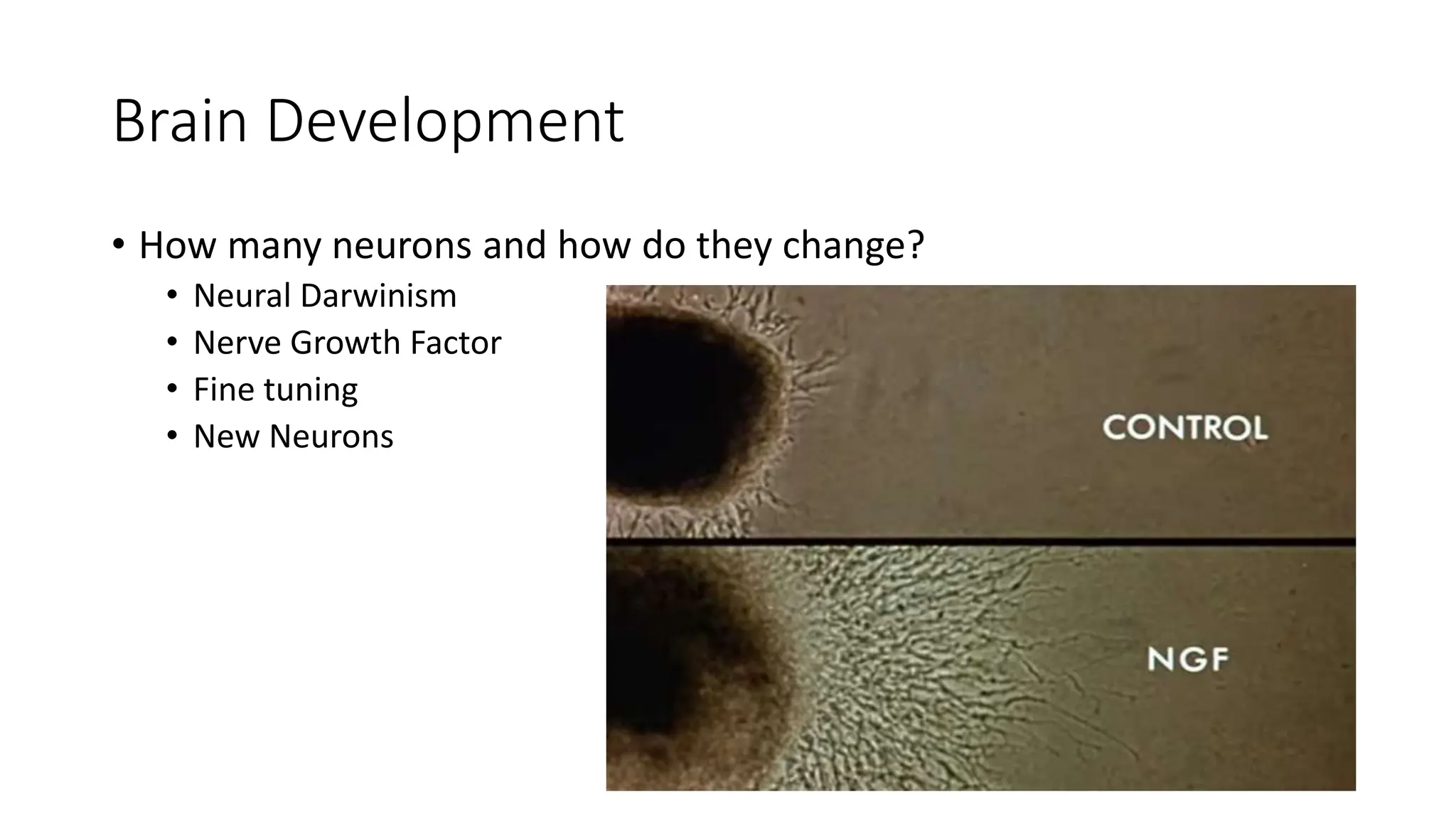 Behavioral Neuroscience: Development and Plasticity.pptx | Brain and ...