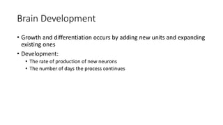 Behavioral Neuroscience: Development and Plasticity.pptx | Brain and ...