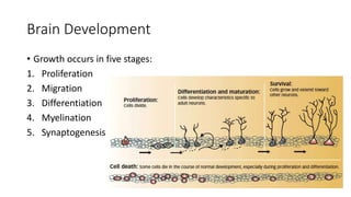 Behavioral Neuroscience: Development and Plasticity.pptx | Brain and ...