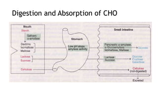 5 digestion absorption of carbs,proteins,lipids.pptx