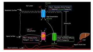 5 digestion absorption of carbs,proteins,lipids.pptx