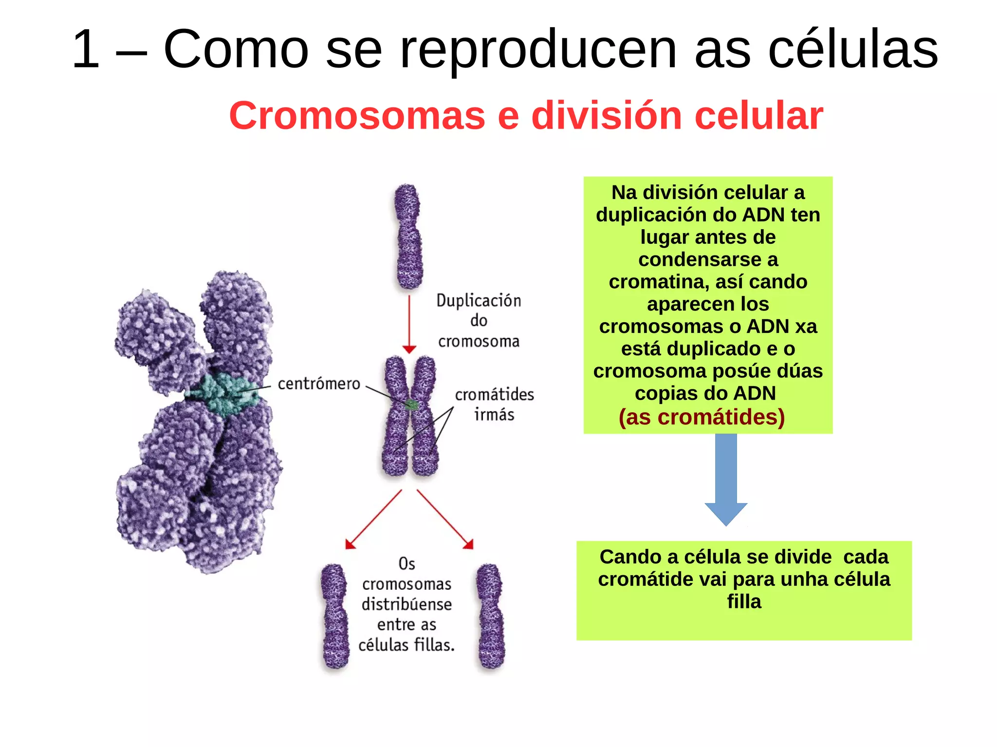 5 division celular_4_eso | PDF